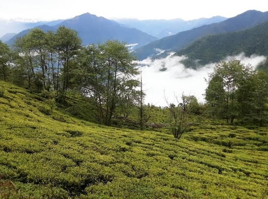 rami tea – Tees & Matcha direkt aus kleinen Teegärten
